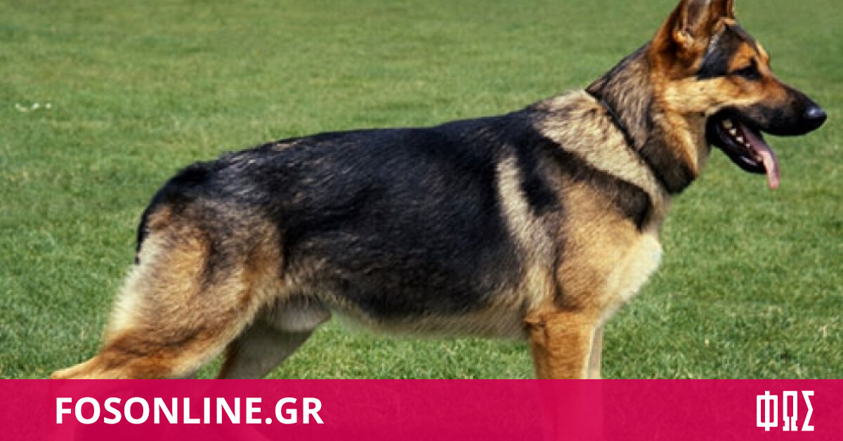 Κρήτη: Στο νοσοκομείο με τραύματα το μωρό που δέχτηκε επίθεση από ...