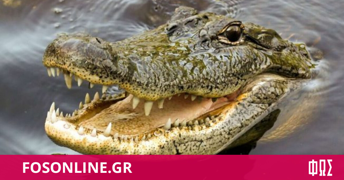 Πώς βγήκε η φράση τα «κροκοδείλια δάκρυα». Οι αρχαίοι, ο Σαίξπηρ και η ...