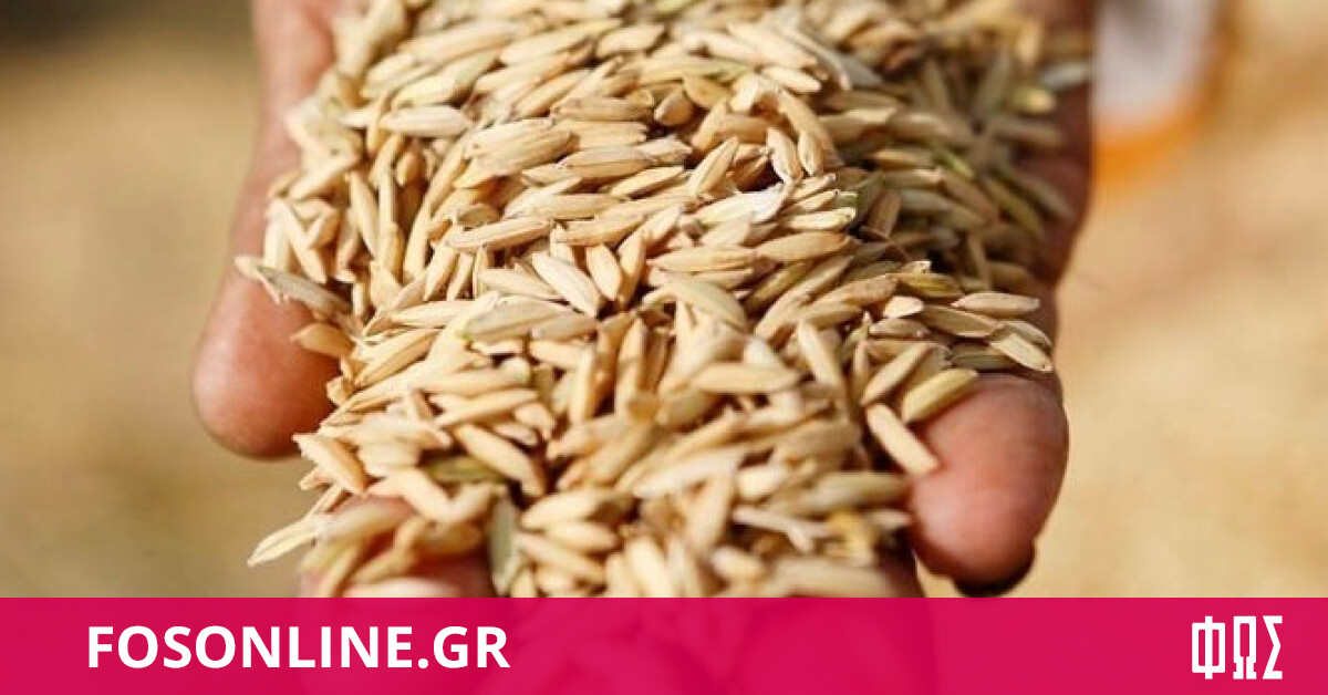 Η Αφρική έχει ανάγκη τα Ρώσικα σιτηρά και λιπάσματα - Fosonline