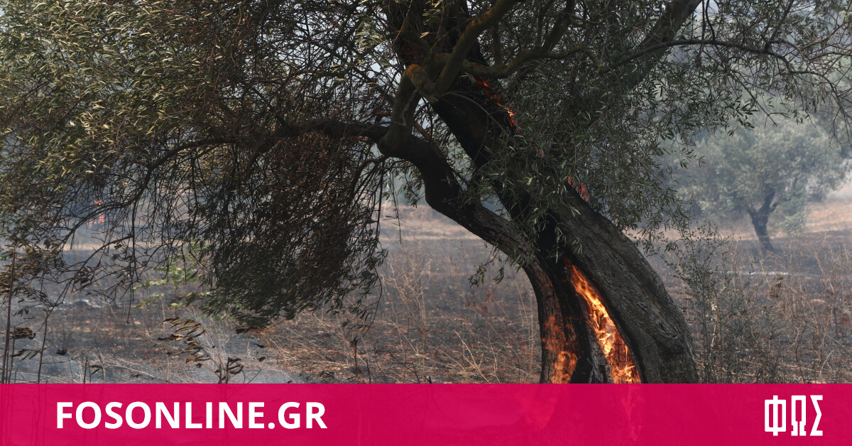Εβρος: 14η ημέρα μαίνεται η πυρκαγιά – Σε επιφυλακή οι κάτοικοι στο ...